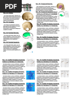 Dibujo de Los 206 Huesos Del Cuerpo Humano | PDF