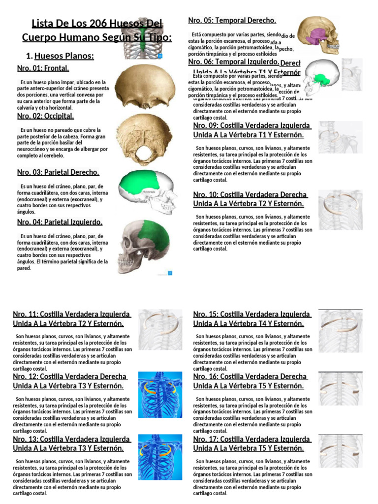 Lista De Los 206 Huesos Del Cuerpo Humano Según Su Tipo Pdf