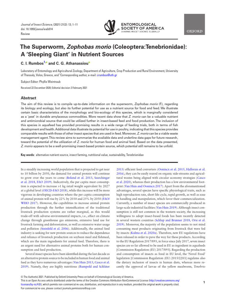 The Superworm Zophobas Morio ColeopteraTenebrionid | PDF