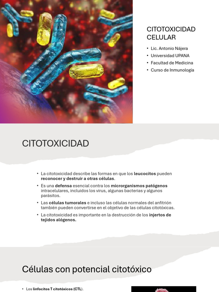Clase 9 Semana10 Citotoxicidad Célular 170724 | PDF