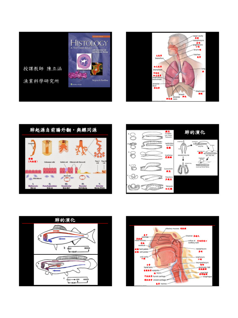 Chapter 19 Respiratory system-2023下 | PDF
