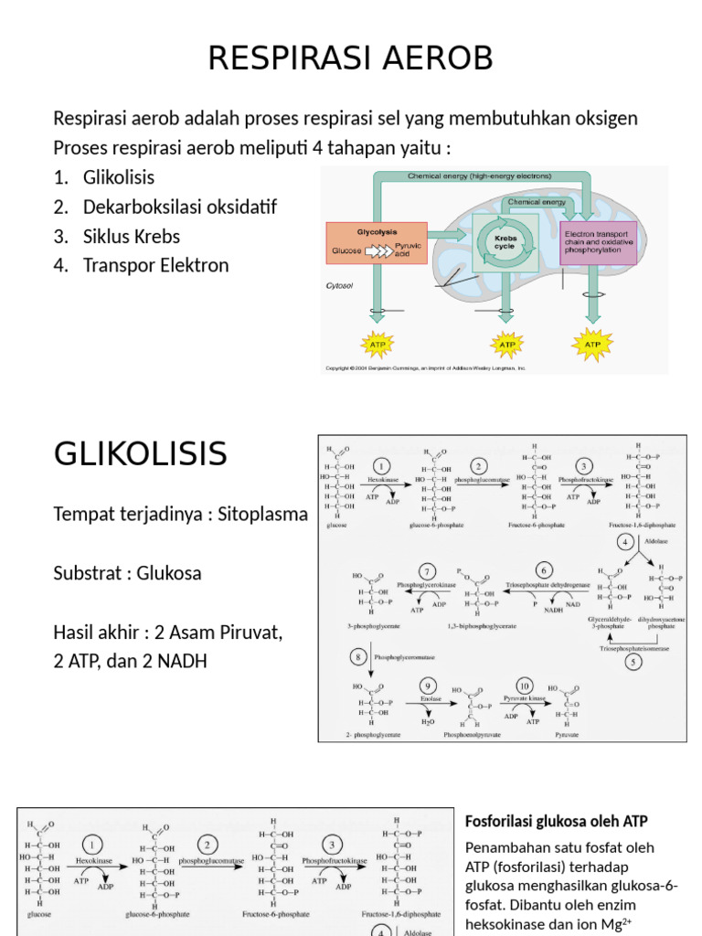 Respirasi Aerob | PDF