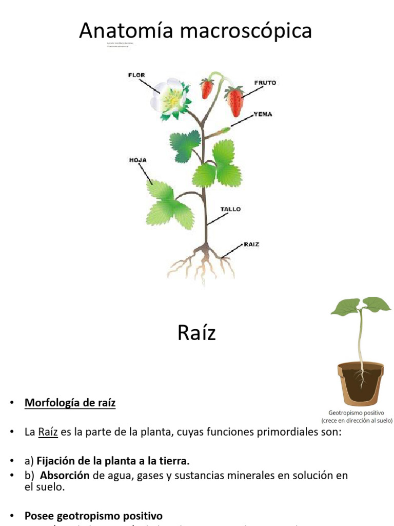 B2. Anatomía Macroscópica | PDF | Tallo de la planta | Ciencia y ...