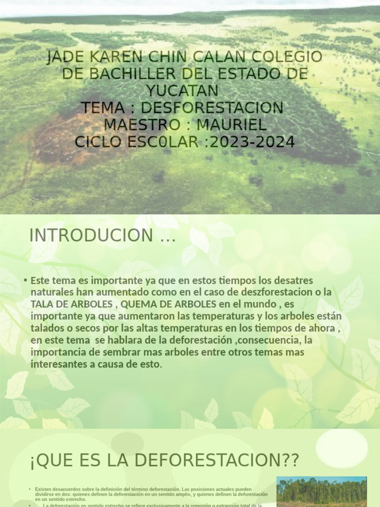 Deforestacion -Jade Chin | PDF