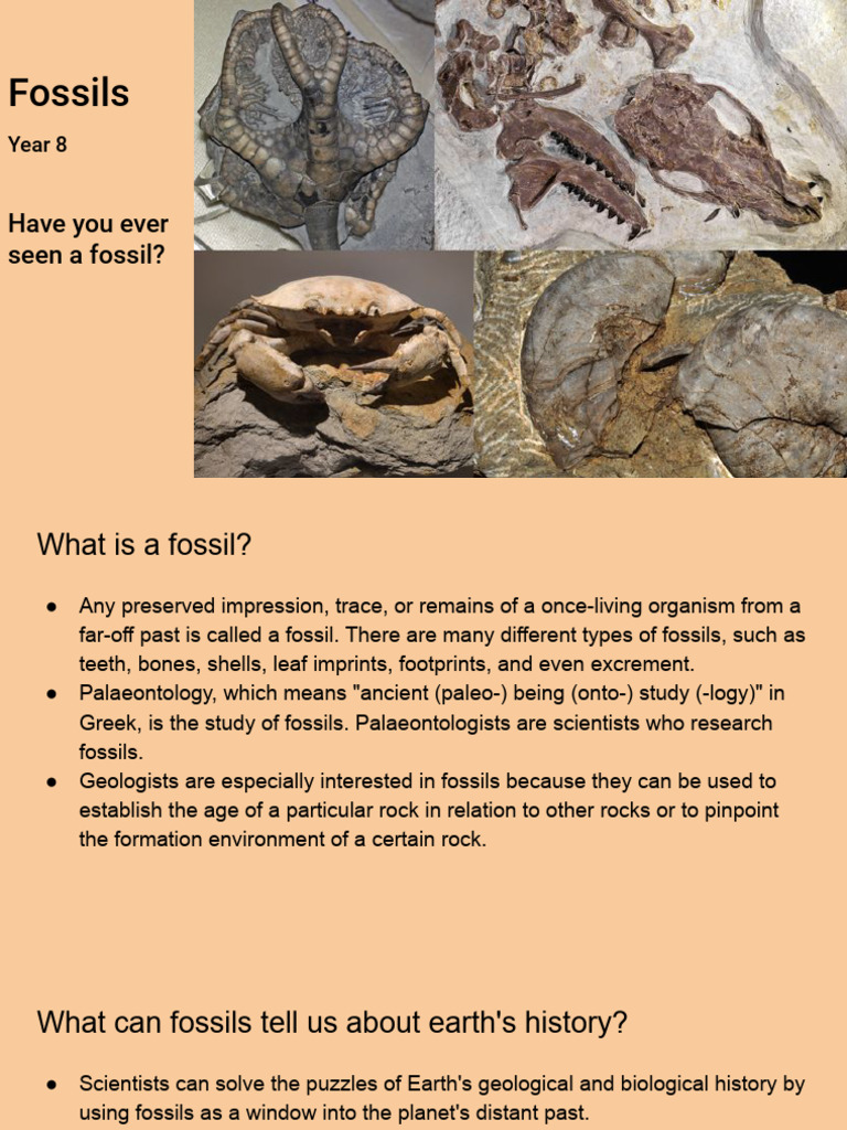Fossils - PowerPoint | PDF