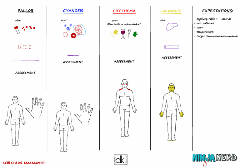 Skin Color Assessment Atf | PDF
