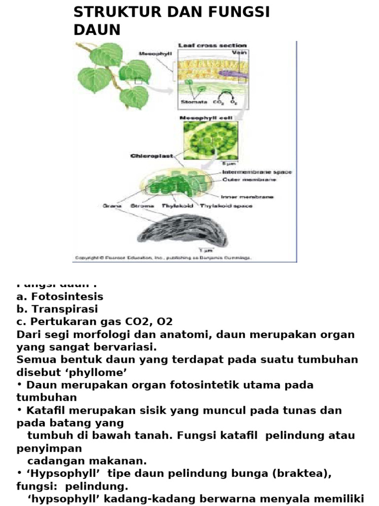 Struktur Daun | PDF