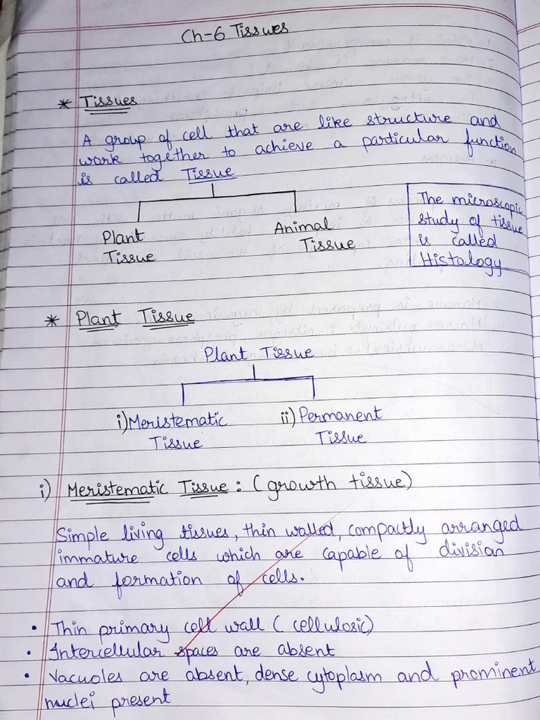 Tissues Notes PDF | PDF