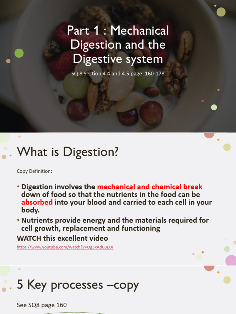 2023 Mechanical Digestion and AC | PDF | Gastrointestinal Tract | Digestion
