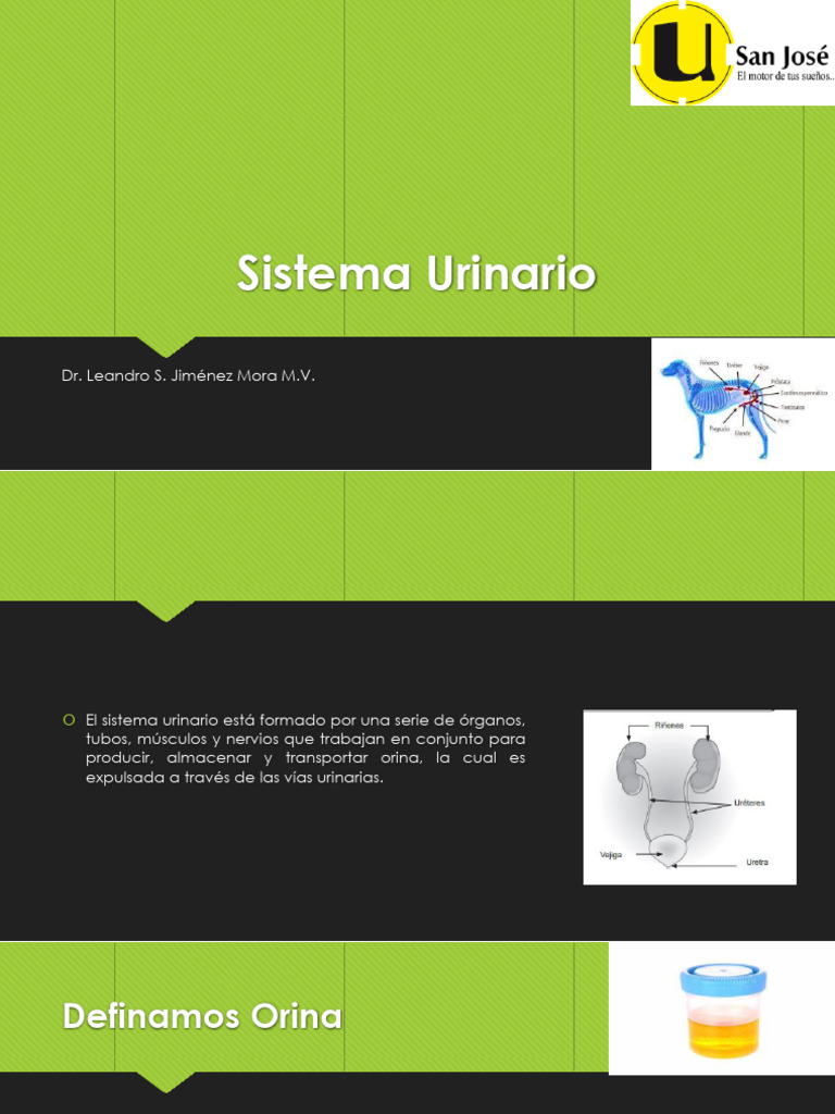 Funciones y Estructura del Sistema Urinario | PDF | Arte