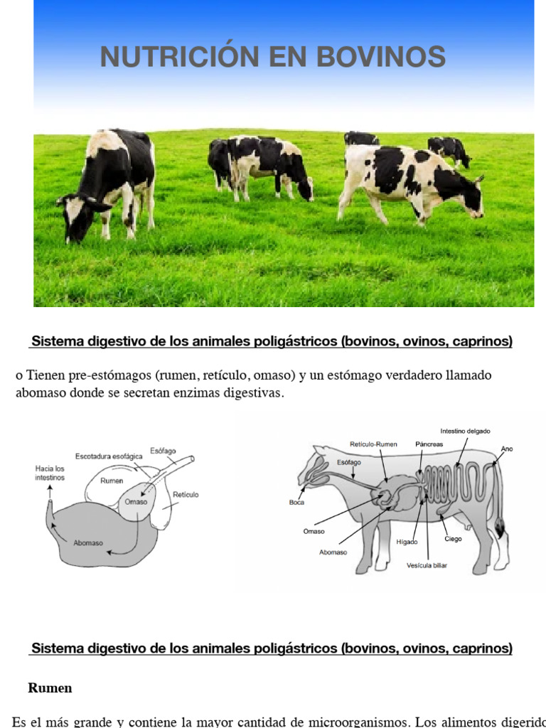 Nutricion en Bovino D Eleche | PDF