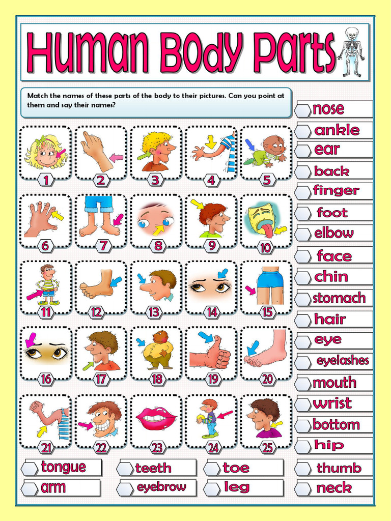 Human Body Parts Matching Fun Activities Games Pictu | PDF