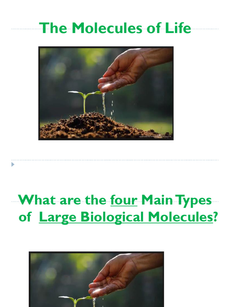 1 Biological Molecules Final | PDF