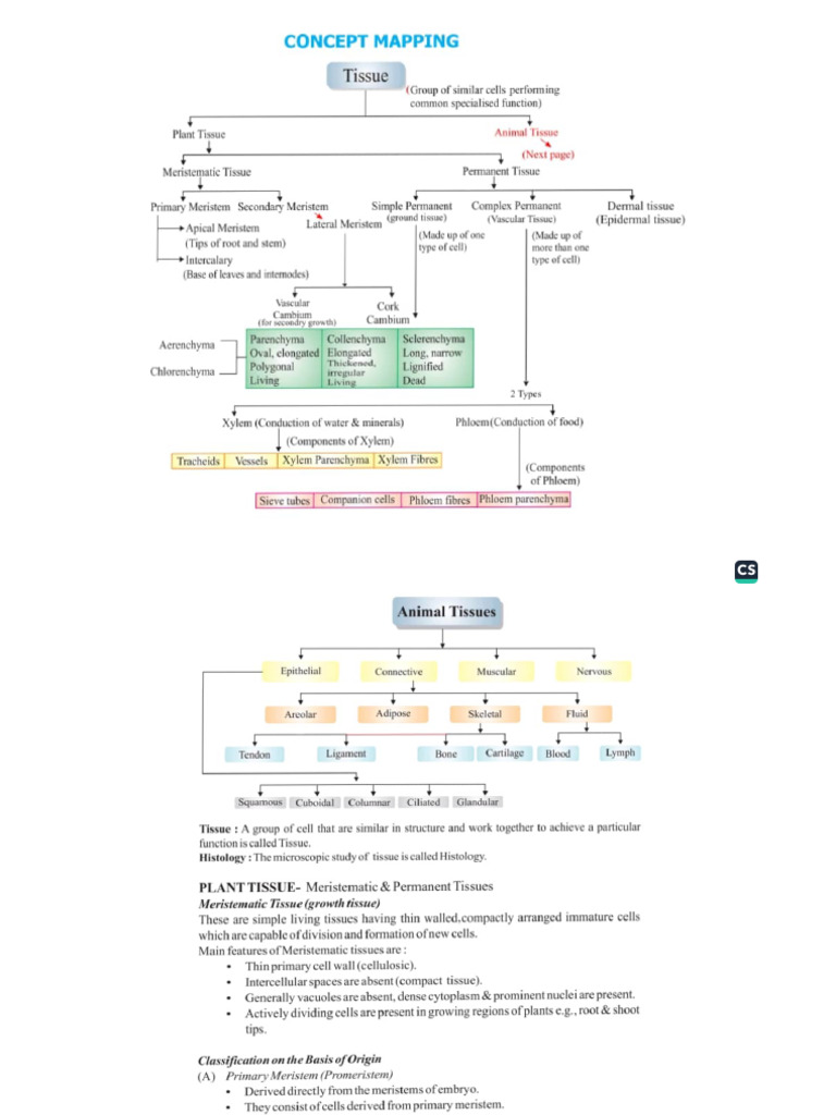 Tissue - Class 9th | PDF