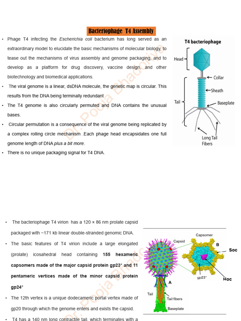 Unit 4 Assembly T4 Maturation and Release | PDF