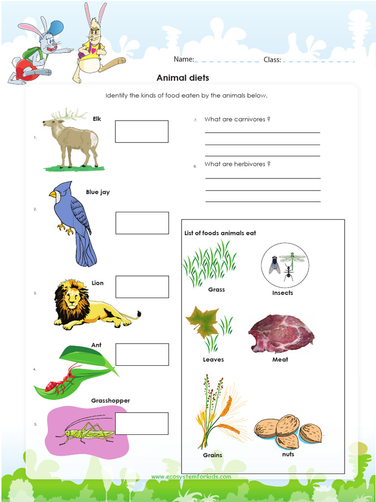 Animal Diets | PDF