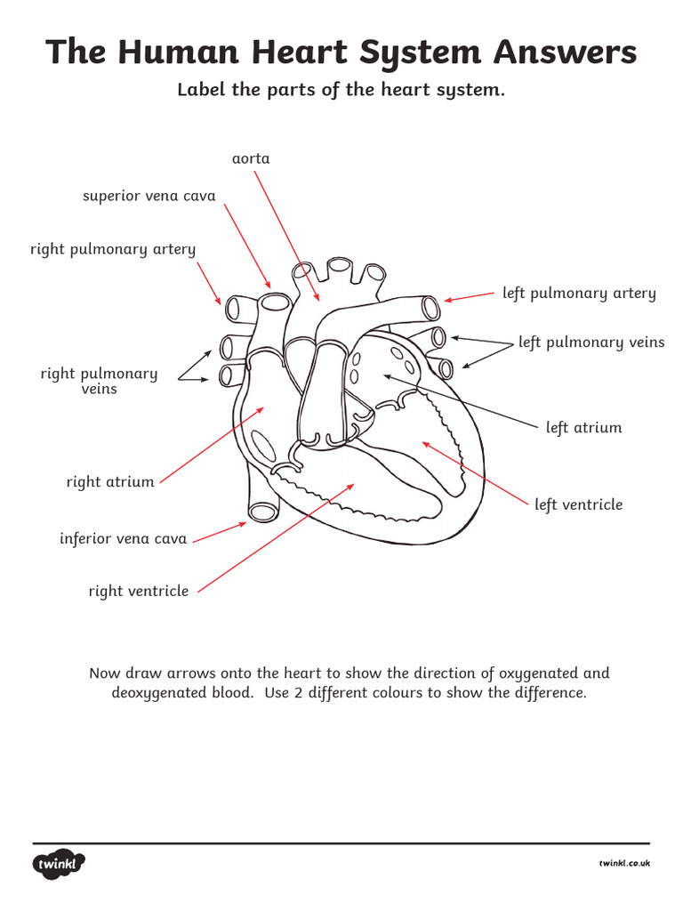 The Human Heart System Answers | PDF