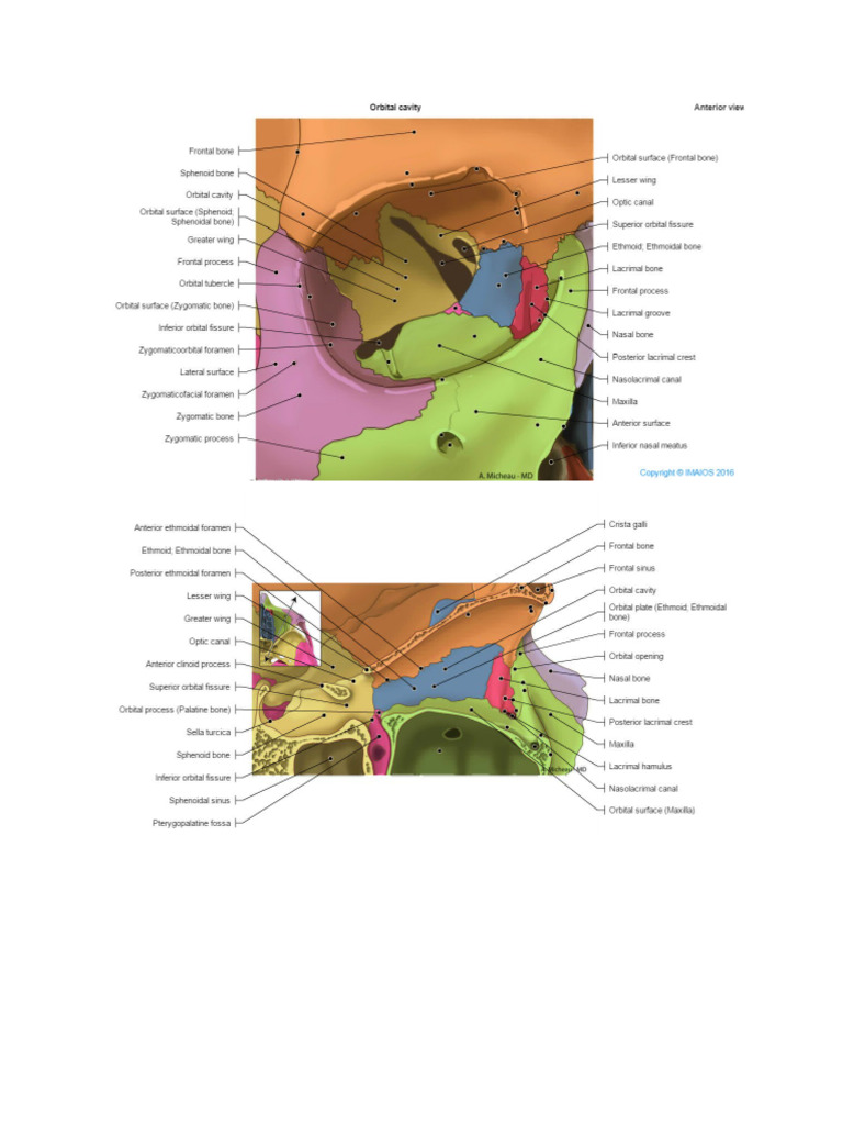 Structura Orbitei | PDF