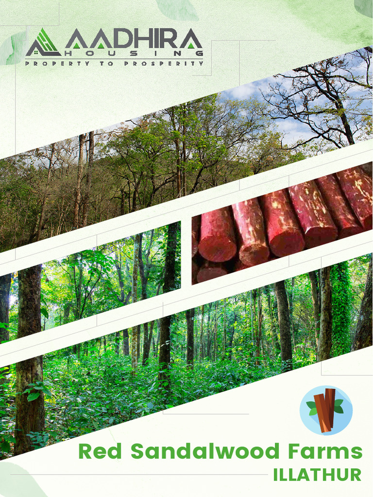 Aadhira Sandalwood | PDF