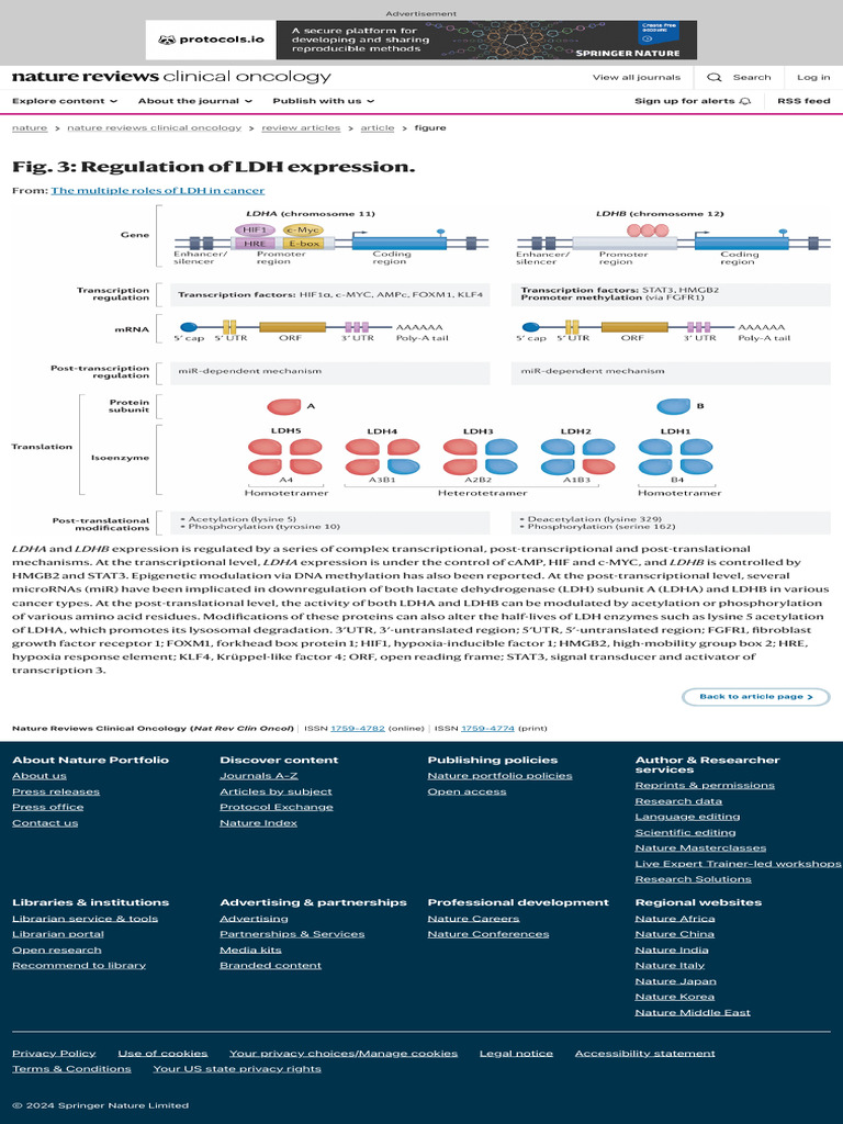 Fig. 3 Regulation of LDH Expression. Nature Reviews Clinical Oncology | PDF