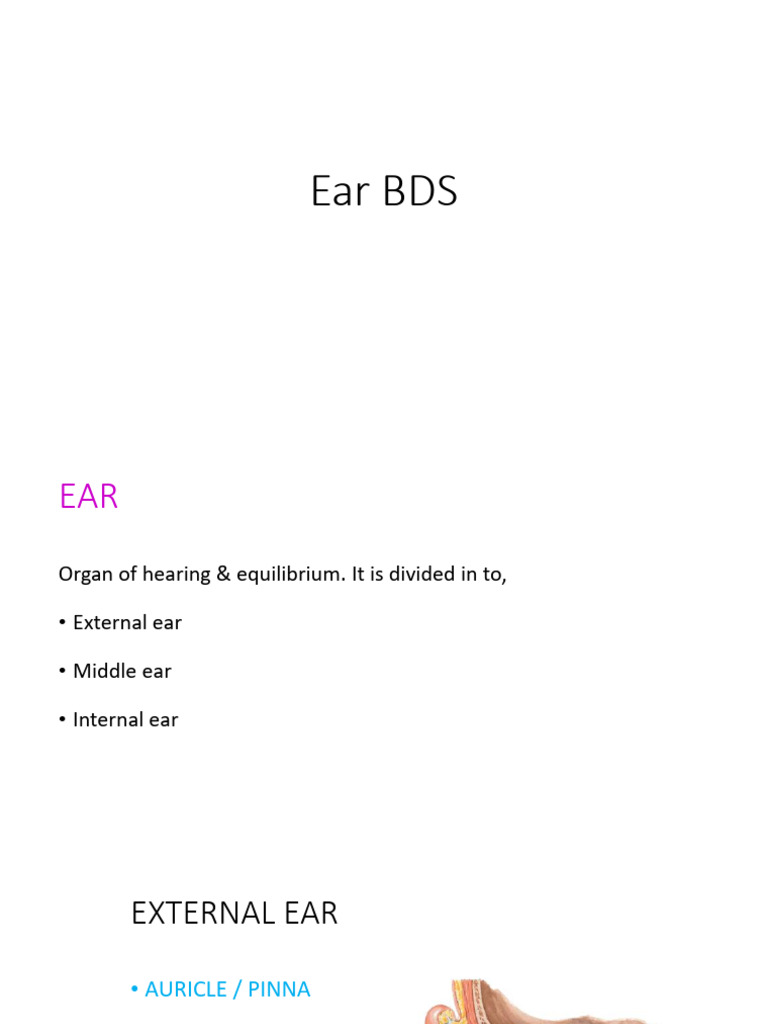 Ear | PDF
