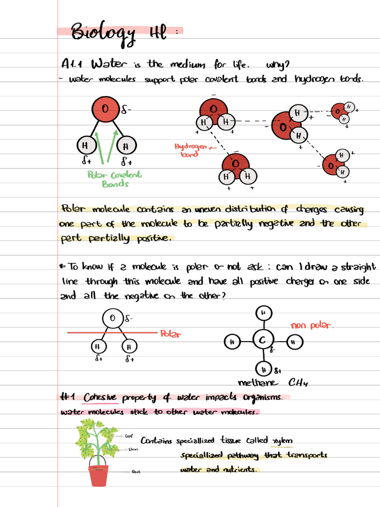 Biology HL | PDF