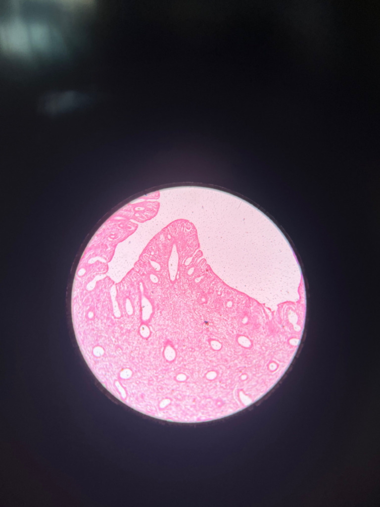 All Histology Slides With Cards 4 | PDF