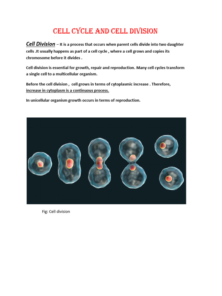 Cell Cycle and Cell Division | PDF