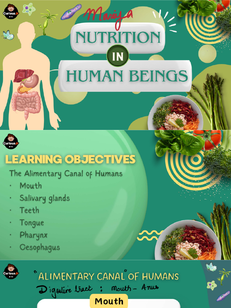 Nutrition in Human Beings | PDF