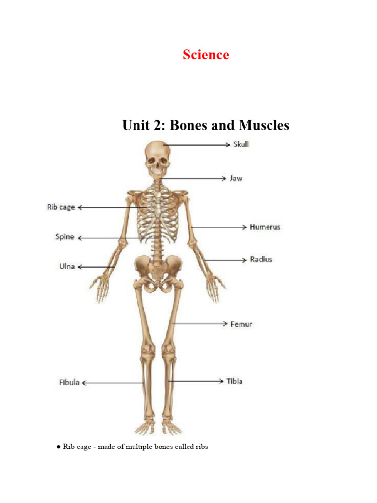 Unit 2 - Bones and Muscles | PDF