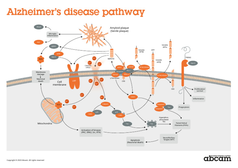 Alzheimers Disease Interactive Pathway | PDF | Calcium In Biology | Biology