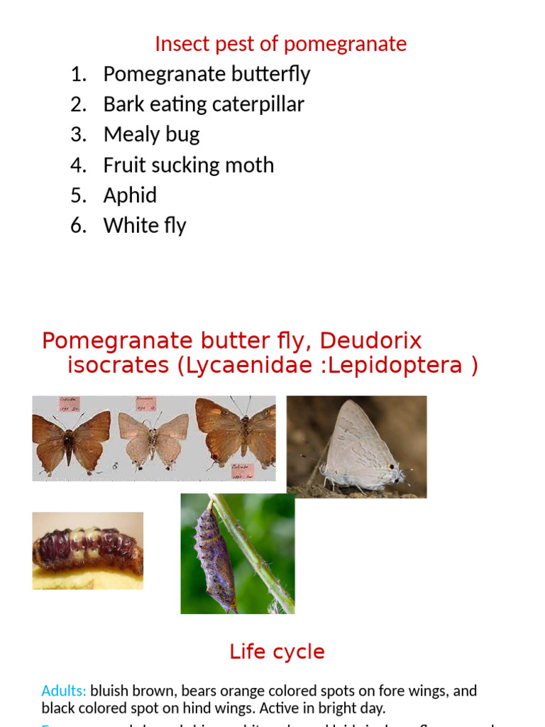 Pomegranate Cultivation Practice | PDF | Lepidoptera | Insects