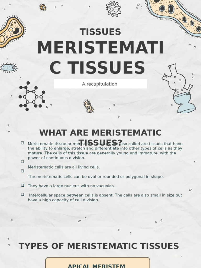 Biology Meristematic Tissues | PDF