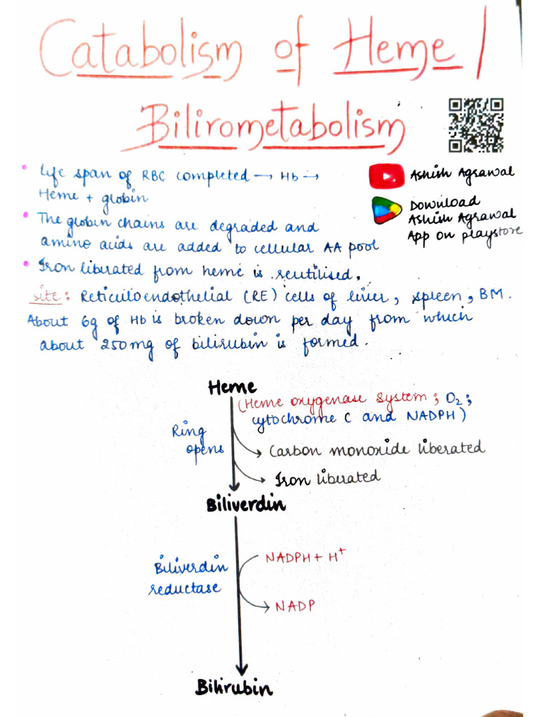 Heme Catabolism | PDF