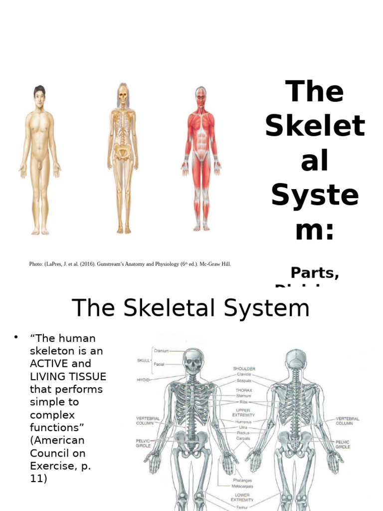 Skeletal System-Part 1 | PDF