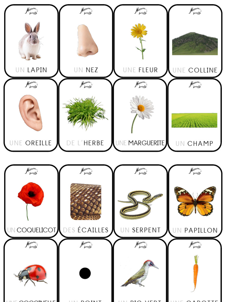 Imagier Vocabulaire Le Lapin de Printemps | PDF