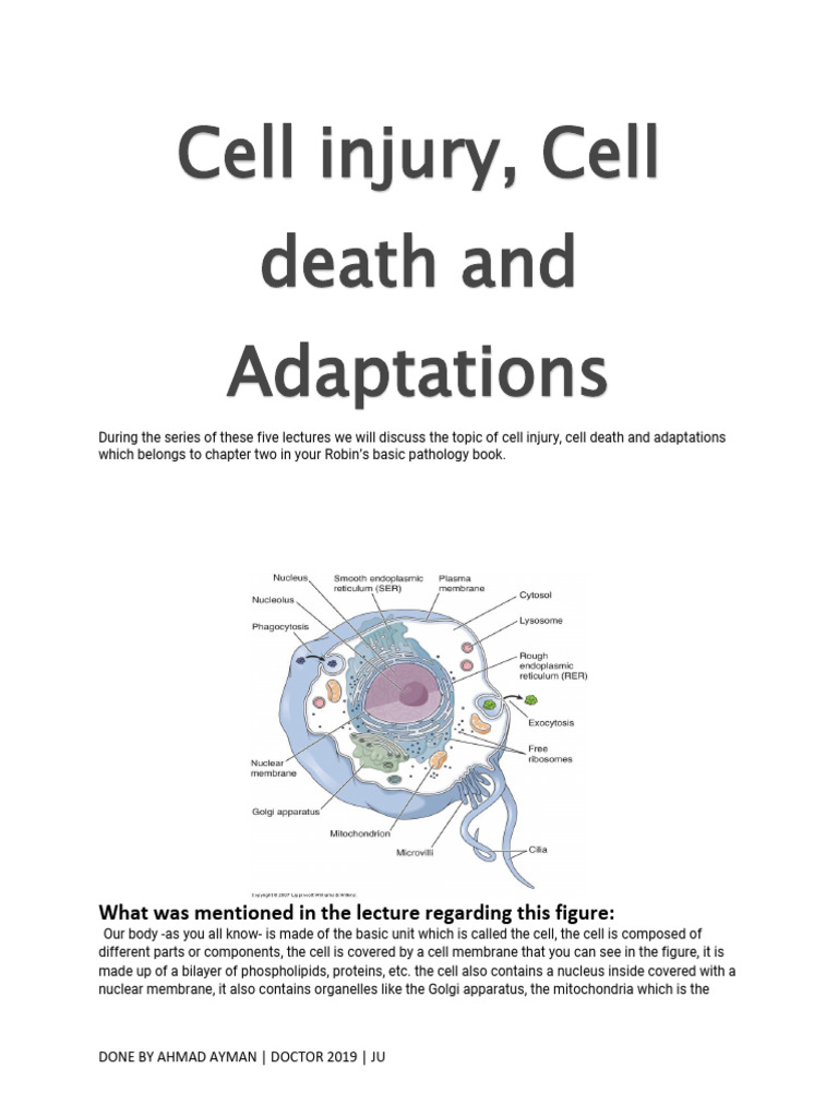 Cell Injury Death and Adaptations | PDF | Necrosis | Self-Improvement