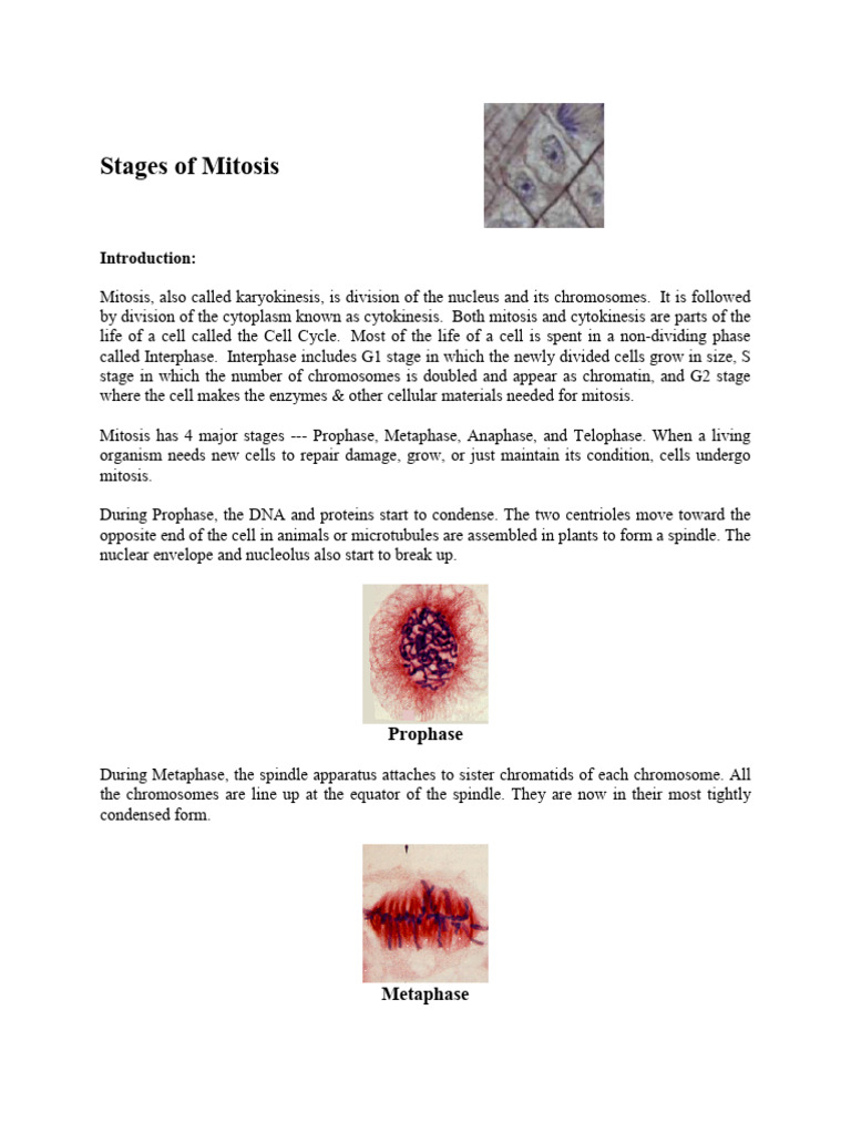 Investigation - Stages of Mitosis | PDF | Mitosis | Self-Improvement