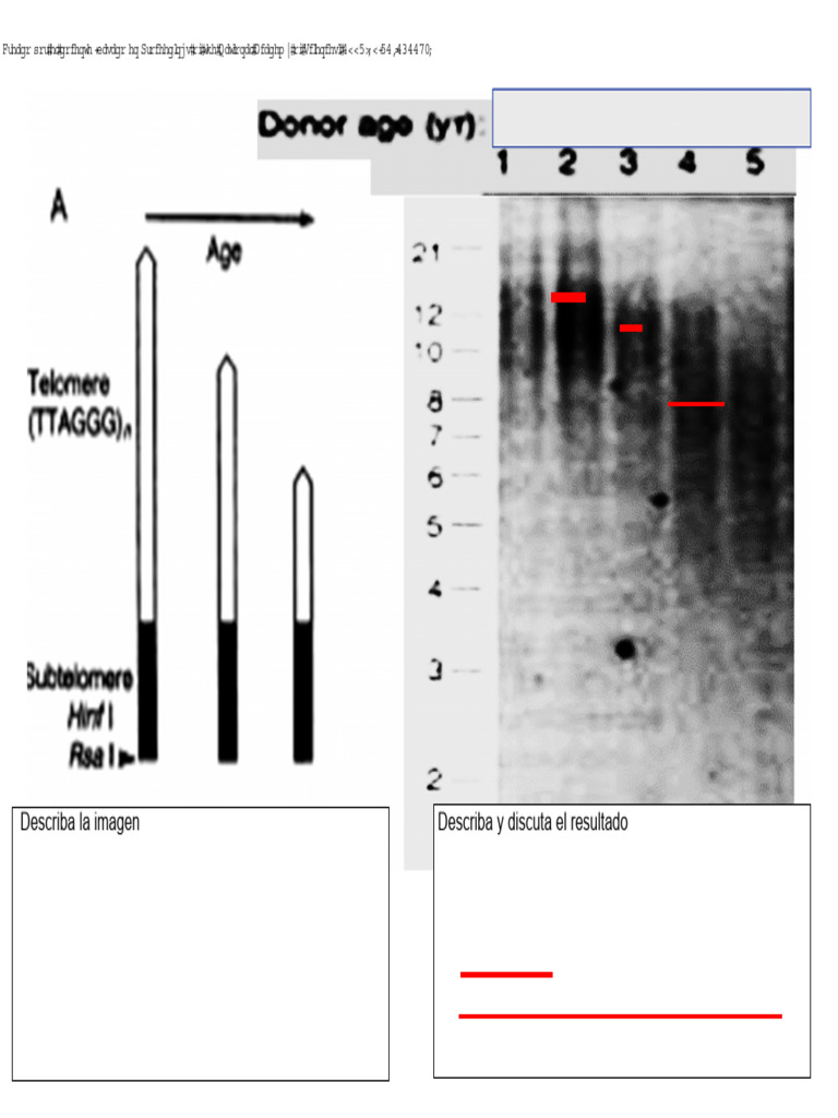 AC01 Ejercicio Telomeros Dos Ejercicios | PDF