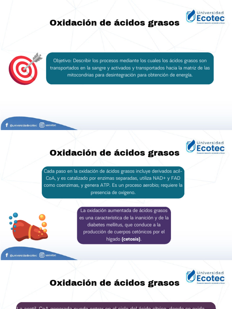 Acidos Grasos | PDF