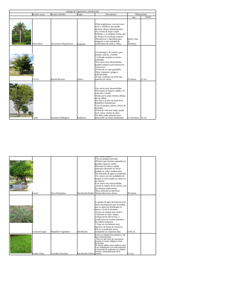 Catalogo de Vegetacion y Arbolizacion | PDF