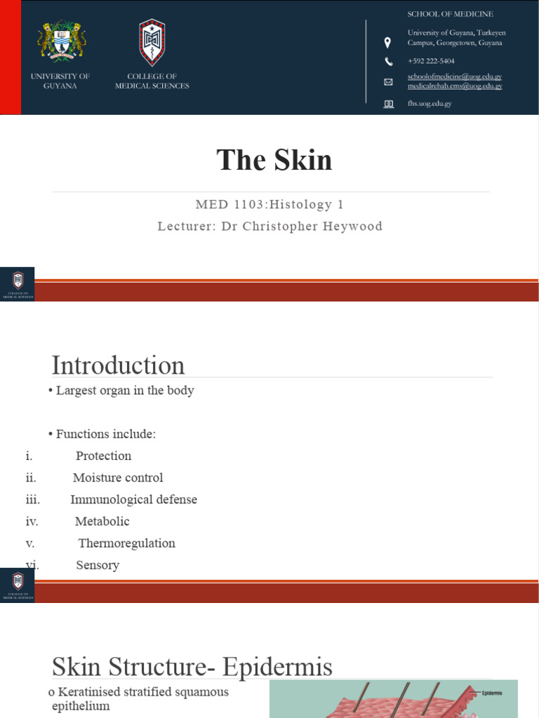 The Skin | PDF