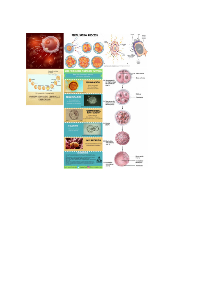 Embrio Imagenes | PDF