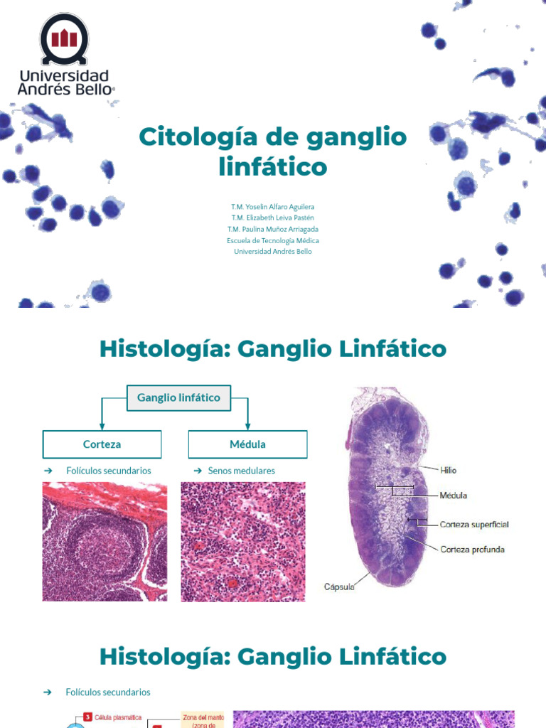 Clase 6 - Citología Ganglio Linfático - 231102 - 15372 - 231124 ...