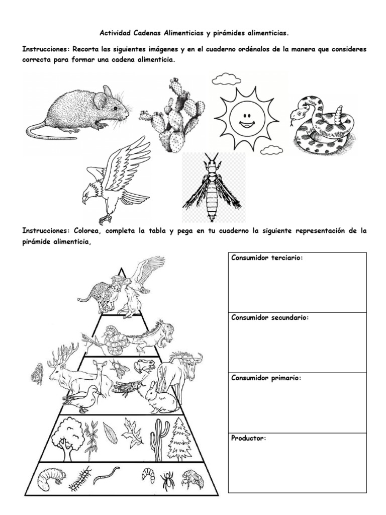 Actividad Cadenas Alimenticias y Pirámides Alimenticias | PDF