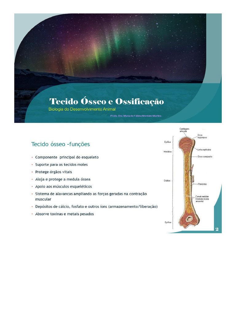 Tecido Osseo e Adiposi | PDF