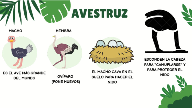Avestruz PDF | PDF