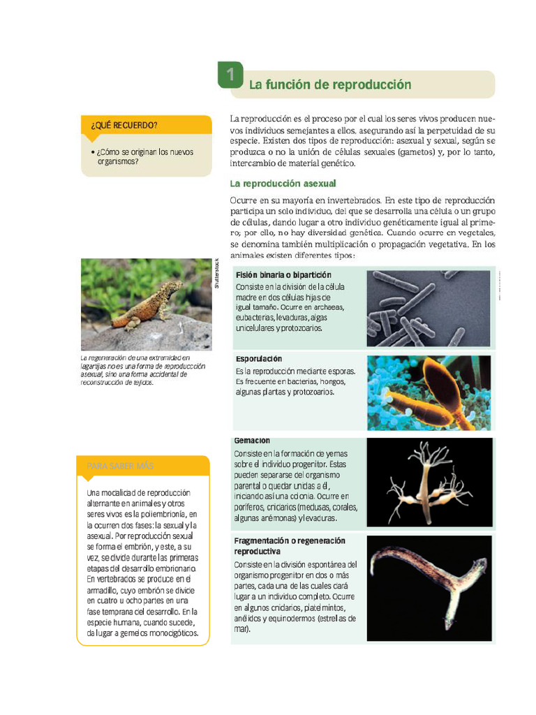 U VI - S1 F. de Reproducción | PDF