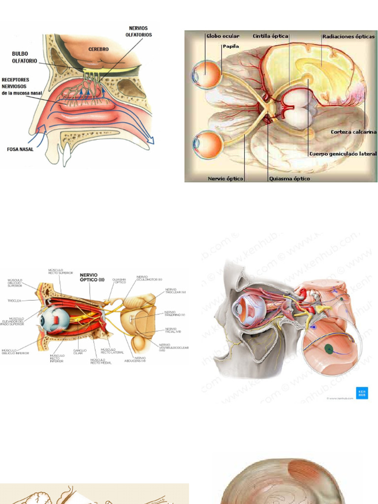 Pares - PPTX 20240812 173331 0000 | PDF