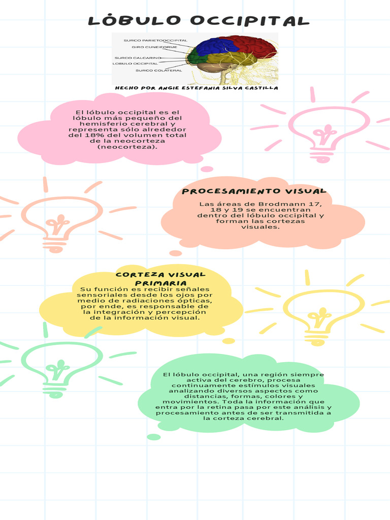 Infografía Lobulo Occipital Estefania Silva Pdf
